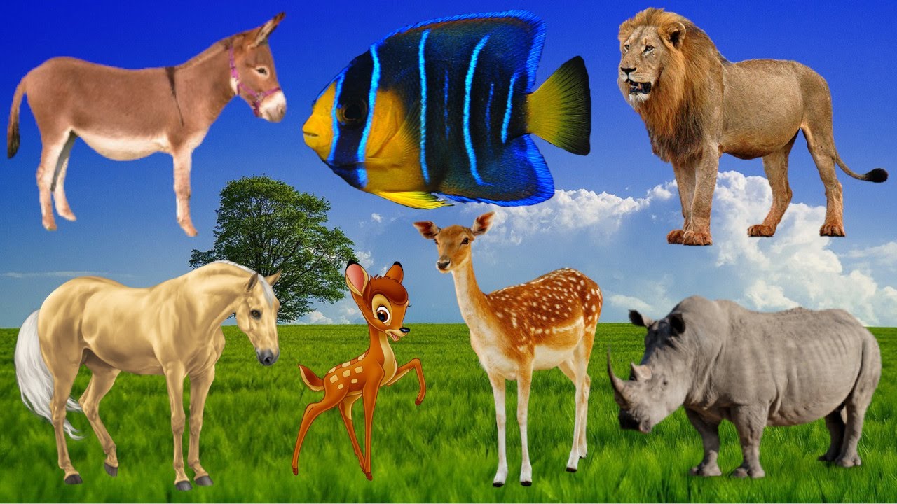 Sounds of cute little farm animals: Red Panda, Giraffe, Zebra, Fox ...