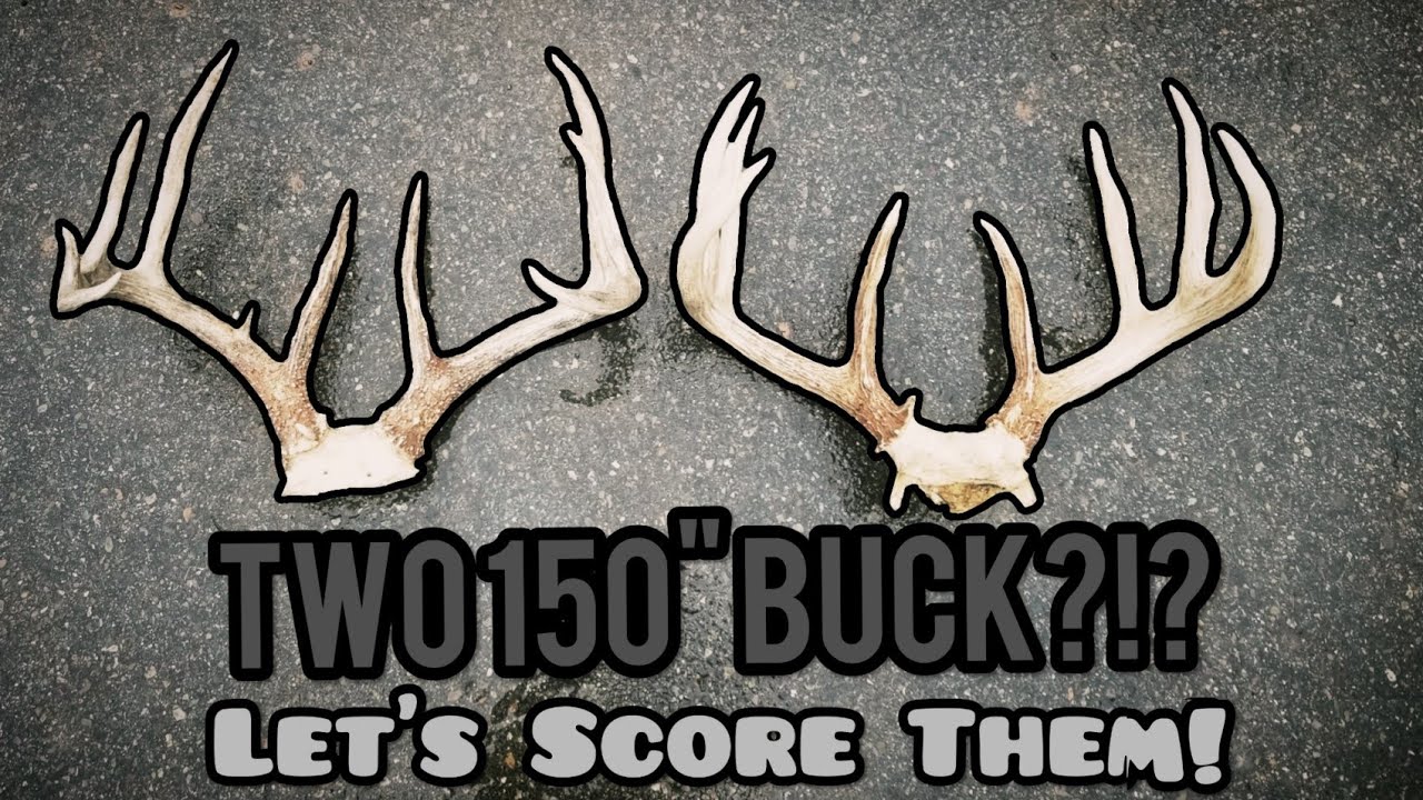 TWO 150" BUCKS?!? | North Idaho GIANTS Measured and SCORED! | Whitetail ...