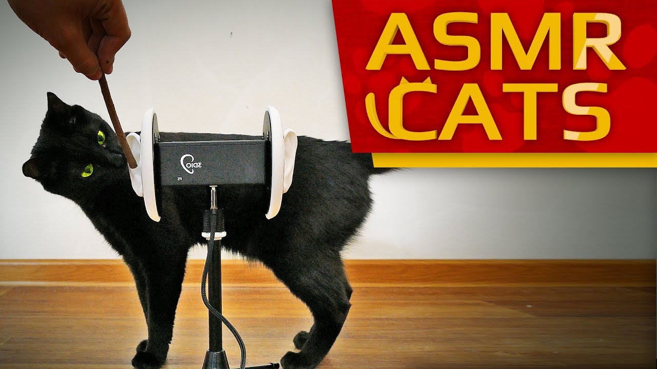 ASMR CATS - 😺 Purrific Rescue! (Relaxing ASMR video for Cat lovers) 4K ...