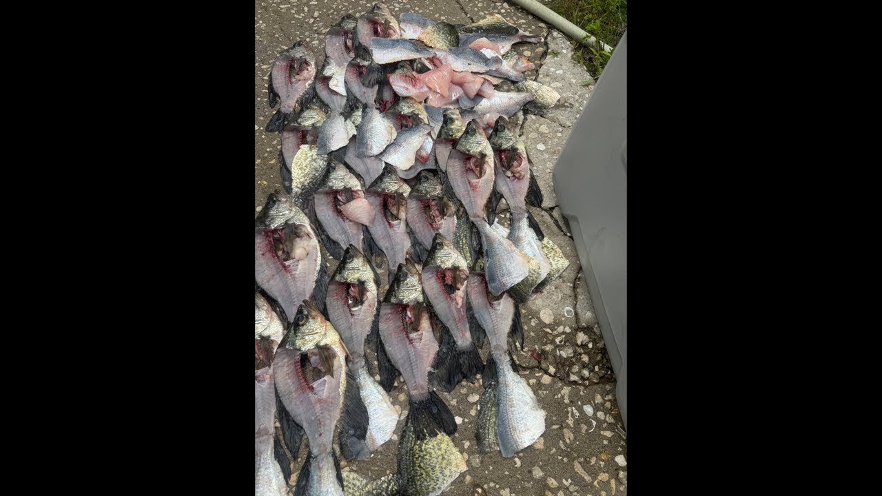 Double tap the screen to catch fish. - YouTube