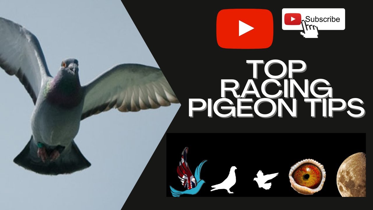 racing pigeons the natural way to fly them - YouTube