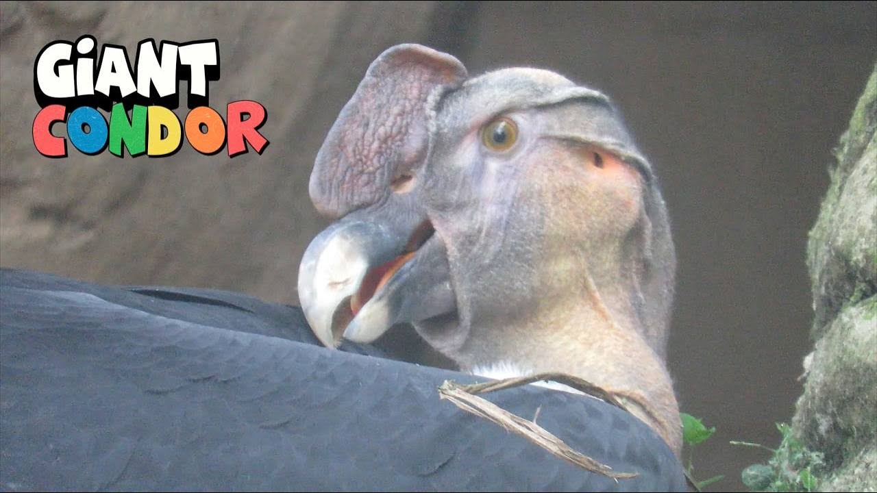 Giant Condor - YouTube