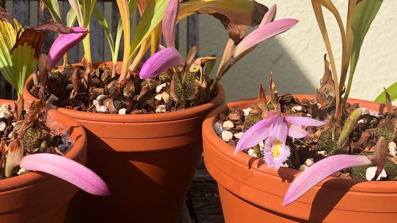 Pleione praecox: Fall blooming Pleione orchid care - YouTube