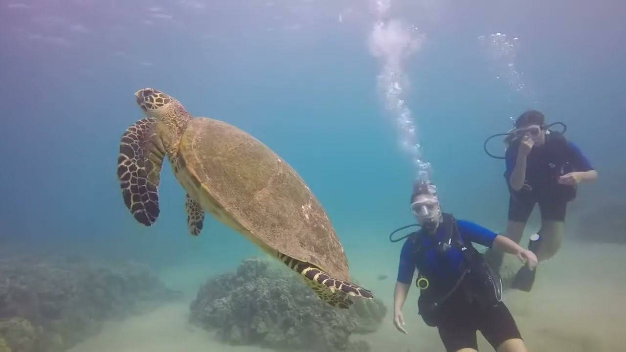 Scuba Diving with Turtles | at airport Beach Maui | In2Scuba Diving ...