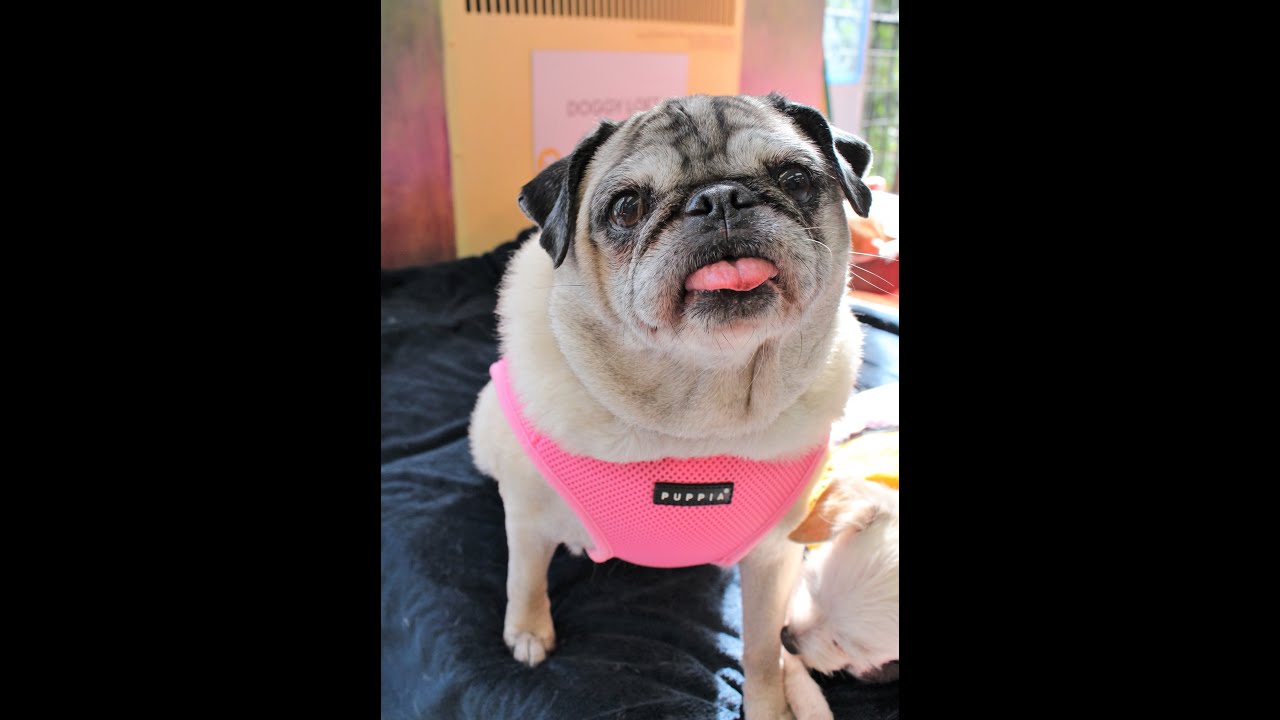 Sugar & Ginger, a Pug and miniature pinscher mix - YouTube