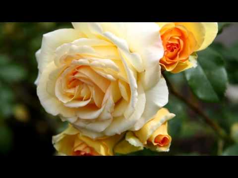 Francis Lai -- Melissa