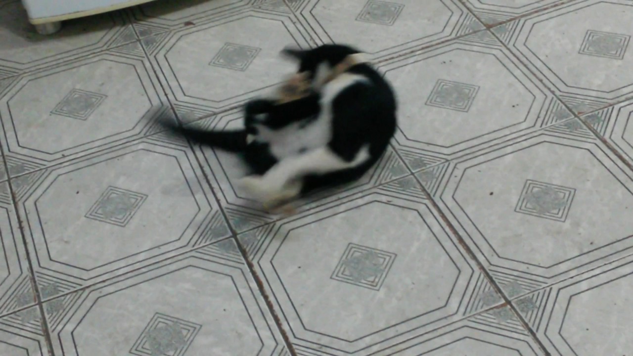 Gato Doido🐱 - YouTube