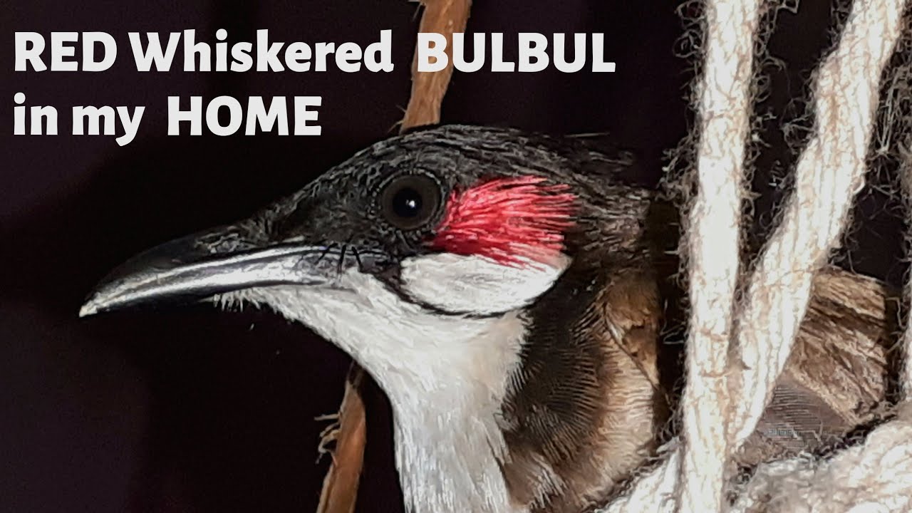 Red Whiskered Bulbul Shifted my Home || Bulbul Cute baby || Bulbul Bird ...