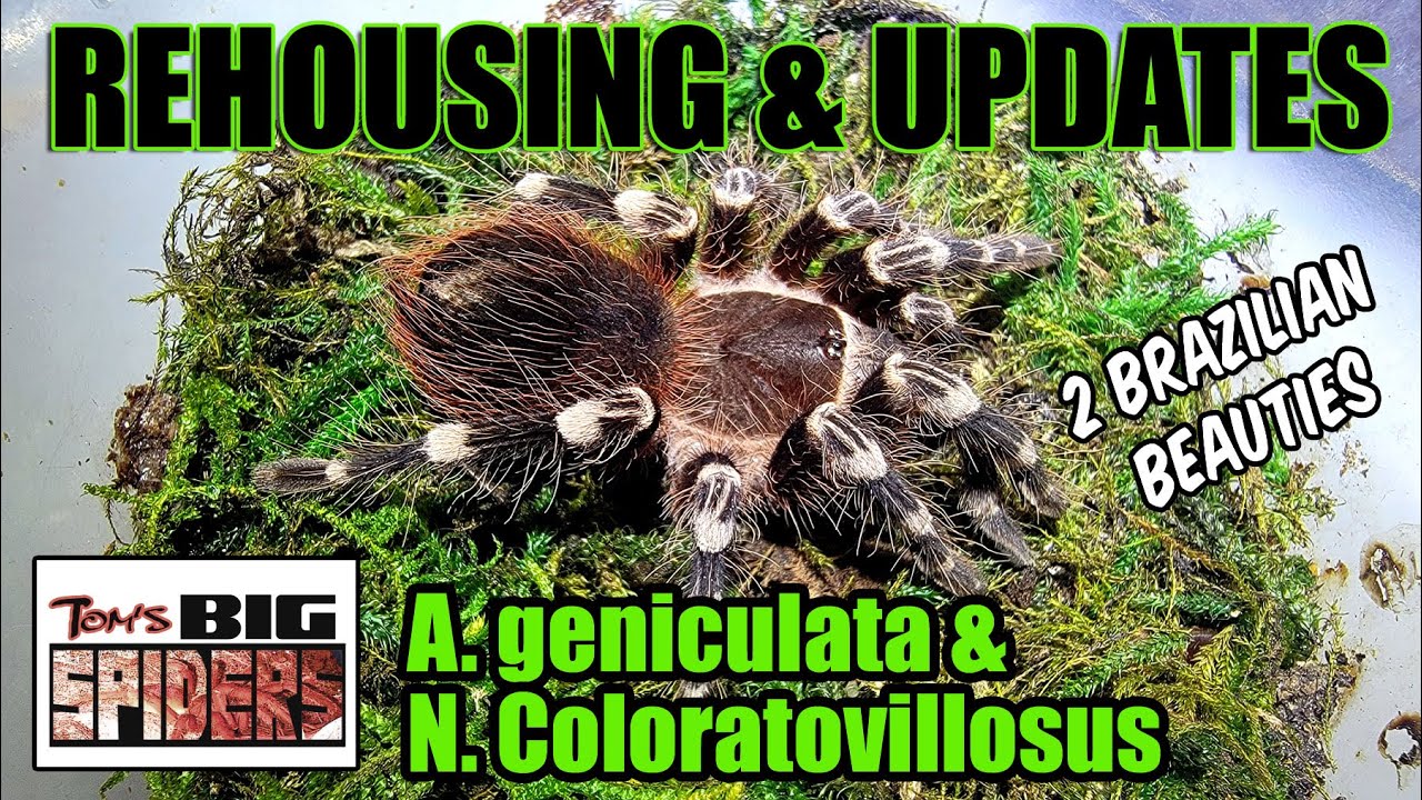 A. Geniculata and N. coloratovillosus Rehousing and Notes - YouTube