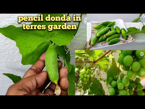 Pencil Donda in terres garden/Organic vegetable/@Helapurivlogs - YouTube