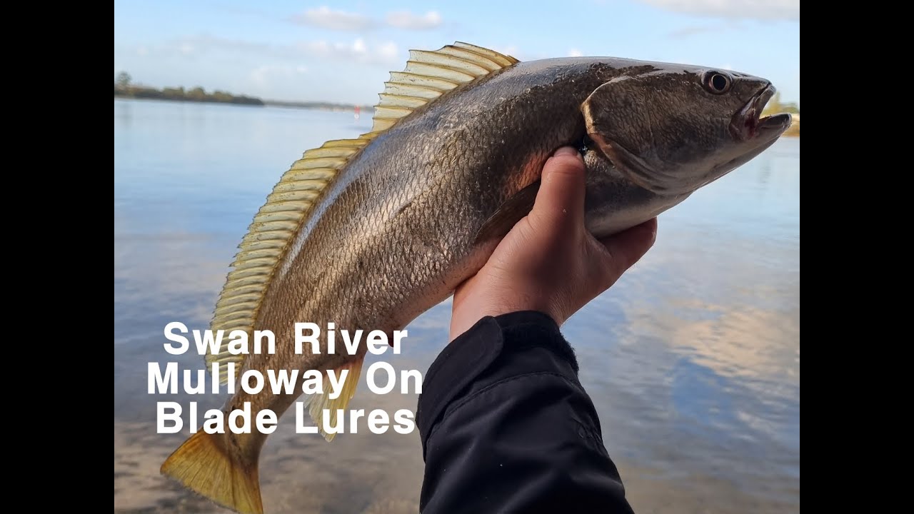 Swan River Mulloway / Jewfish on a Metal Blade Lure!! - YouTube