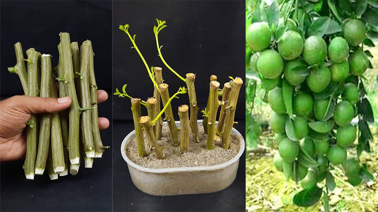 How to propagate lemon tree from cuttings || lemon tree cuttings easy ...