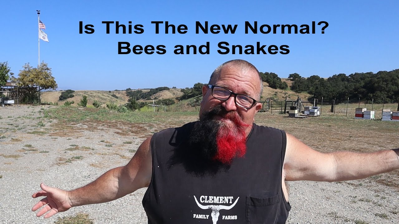 Is This The New Normal! Bees and Snakes. - YouTube
