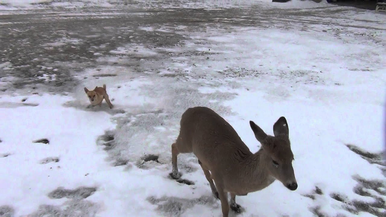 Baby Deer and Little Dog - YouTube
