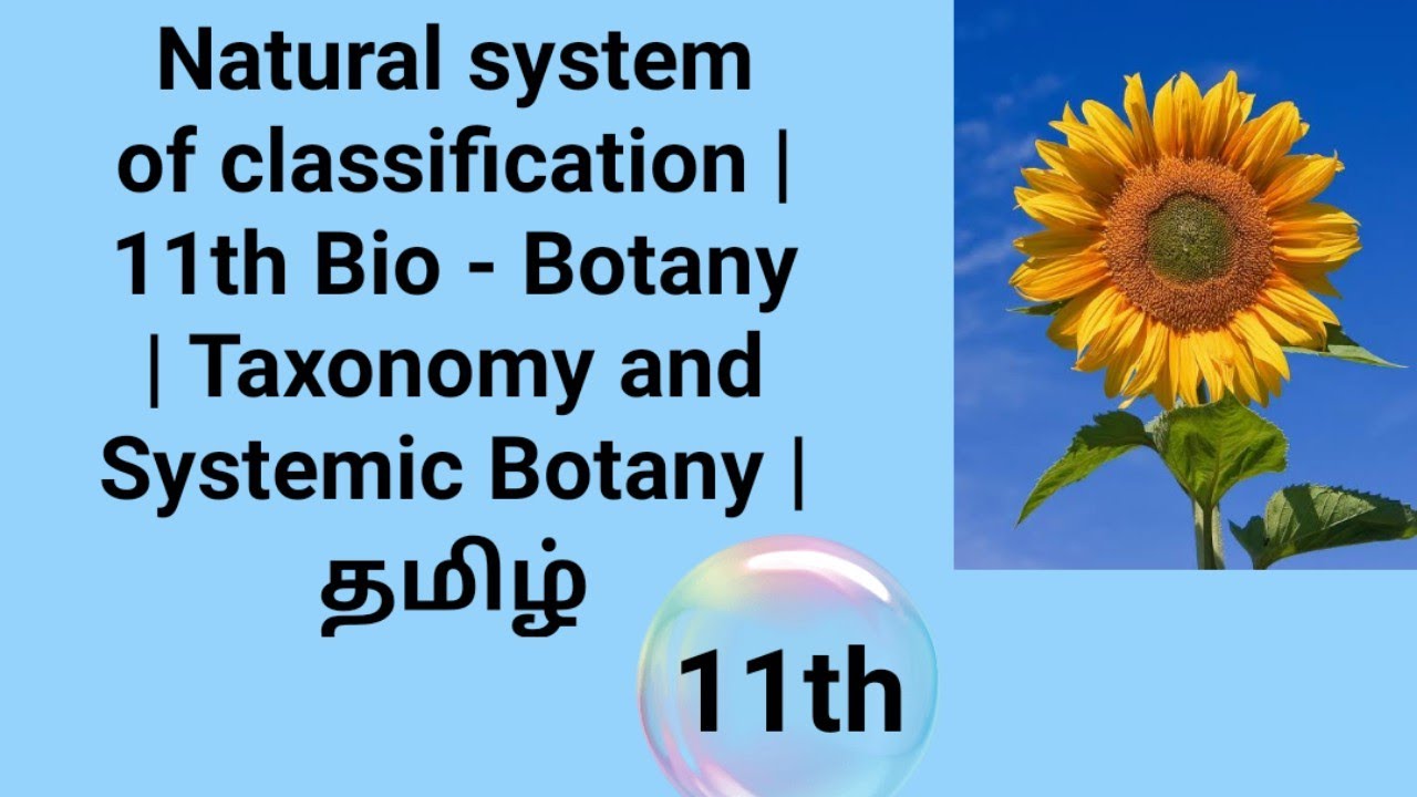 Natural system of classification | 11th Bio - Botany | Taxonomy and ...