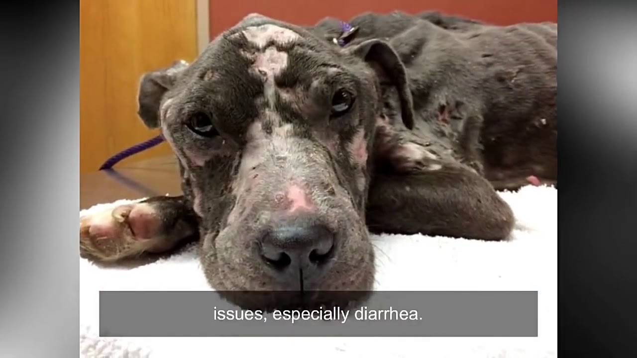 Rescue A Walking Skeleton Dog (Spectacular Transformation) - YouTube