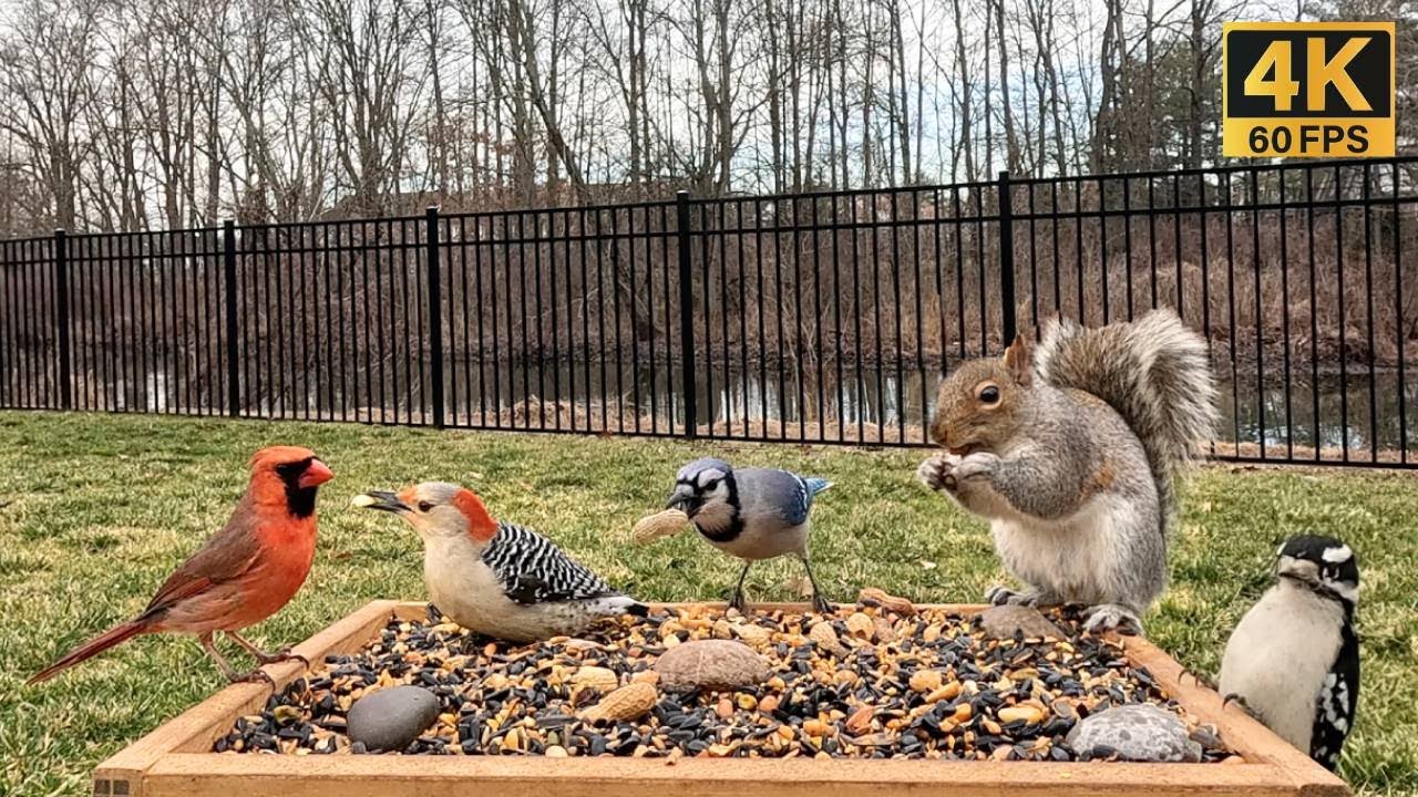 Cat TV for Cats to Watch 😺 Birds, Squirrels, Geese at the Moving Bird ...
