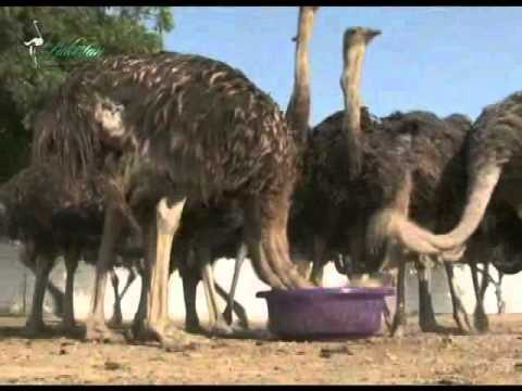 Pakistan Ostrich Company PakOstrich 2/7 - YouTube