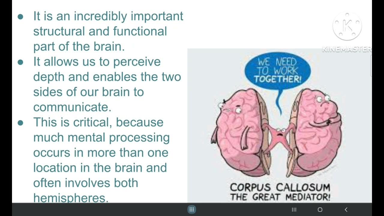 Structure of the Corpus callosum | Location, Characteristics & Function of Corpus callosum ...