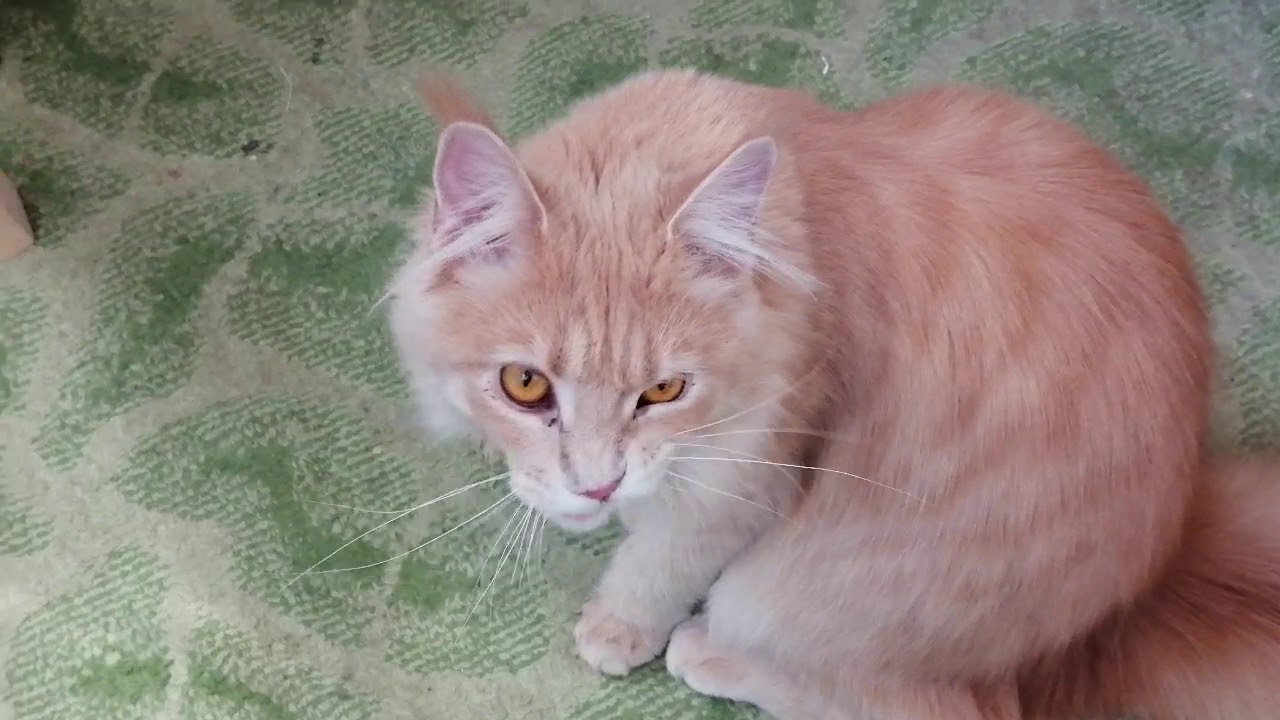Russian mainkun cat in the Ural) - YouTube