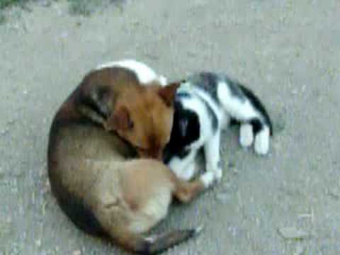 mace i kuce - YouTube