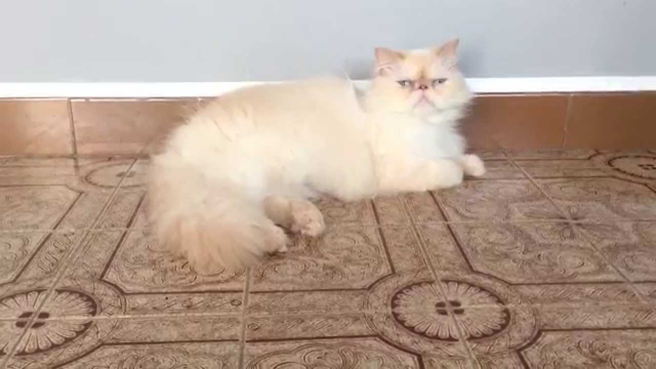 Beautiful Himalayan Cream Point Cat | Lord Aries Cat - YouTube