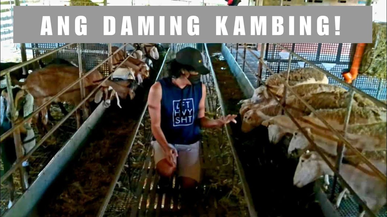 JSJ GOAT FARM - GERONA, TARLAC - YouTube