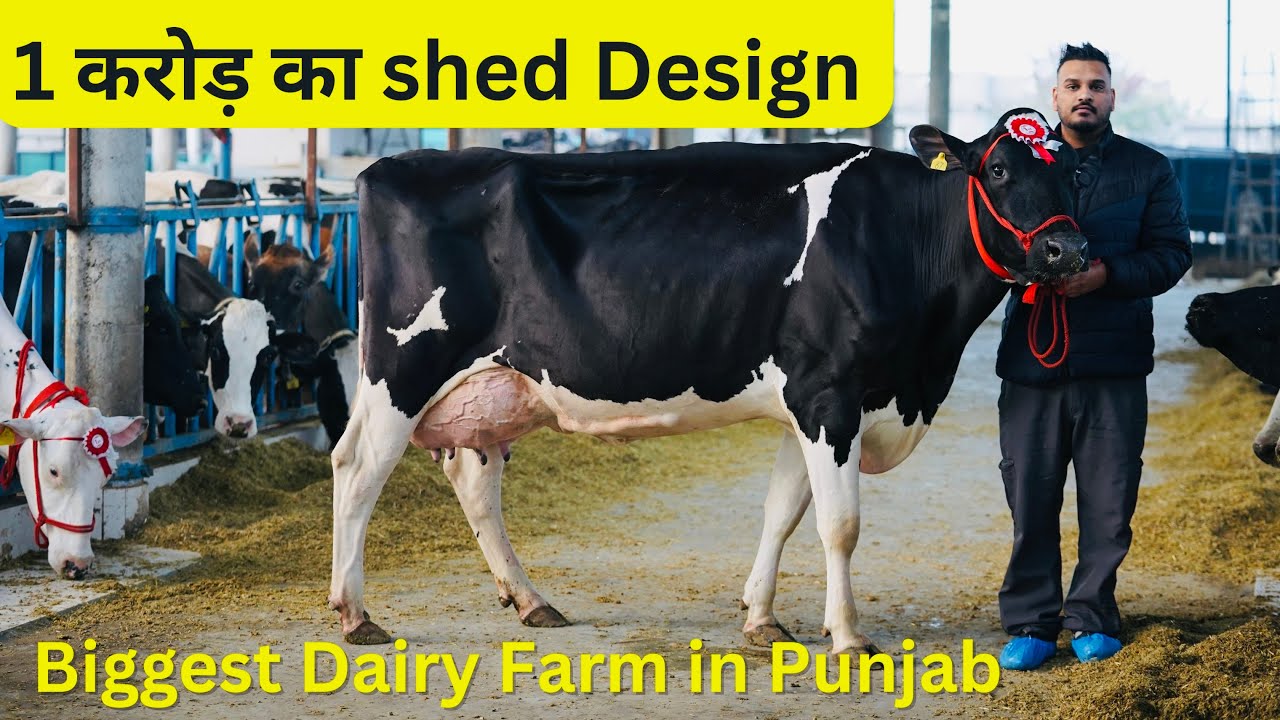 Inside Punjab’s Biggest Dairy Farm: ₹1 Crore Shed Design & Success ...