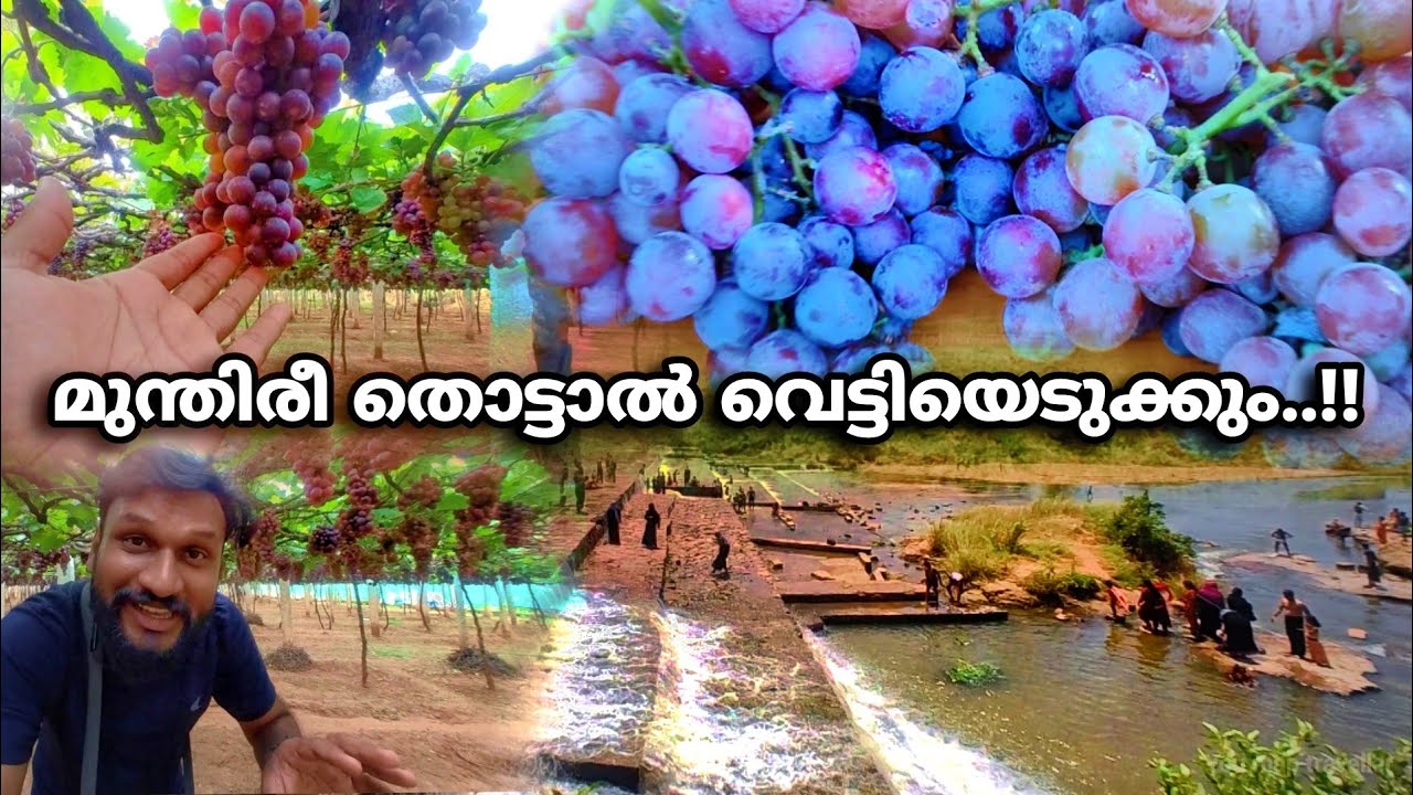 മുന്തിരീ തൊട്ടാൽ രണ്ട് കിലോ വെട്ടിയെടുക്കും...!!! | cumbum | grape farm ...