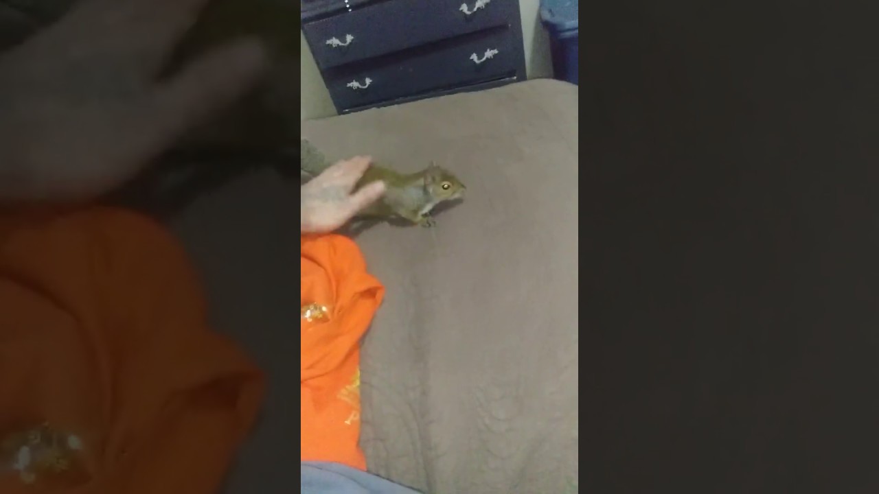 deez nuts Alabama meth squirrel - YouTube