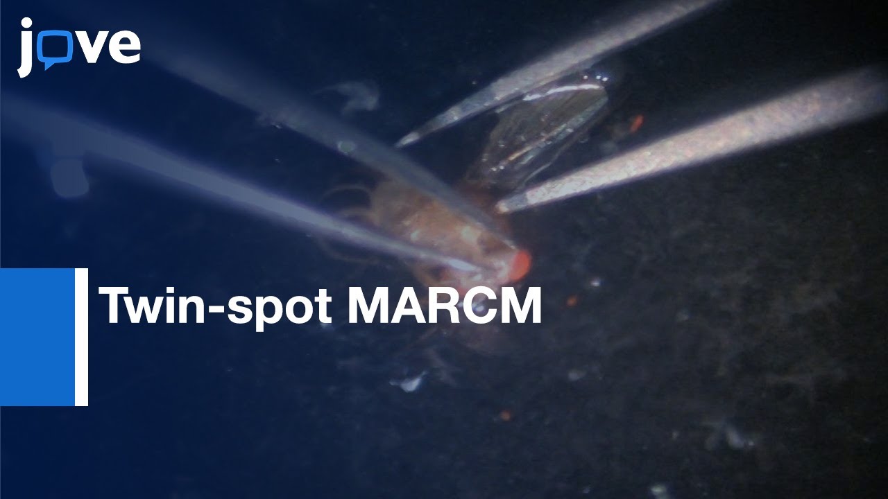 Twin-spot MARCM for Studying Cell Lineage Analyses and Gene Function ...