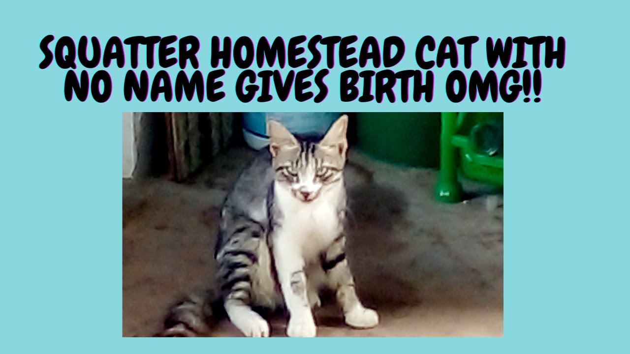 Squatter Cat Gives Birth On The Homestead OMG!!! Cat Has No Name - YouTube