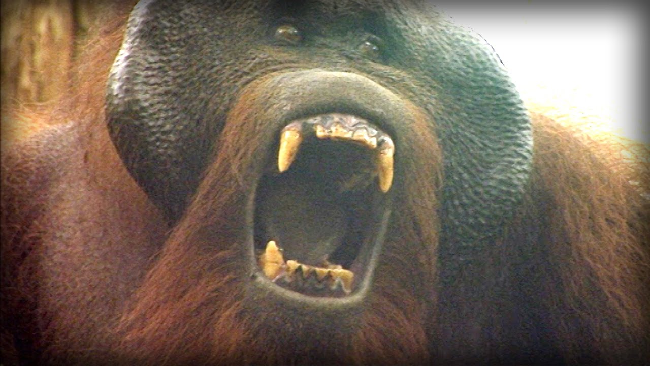 Primate Intelligence | La Inteligencia de los primate - YouTube