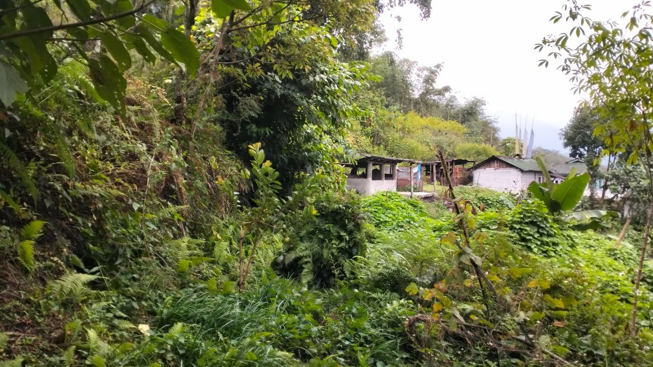 Lifestyle In Dzongu North Sikkim (Tingvong) !! Upper DzonDailygu ...