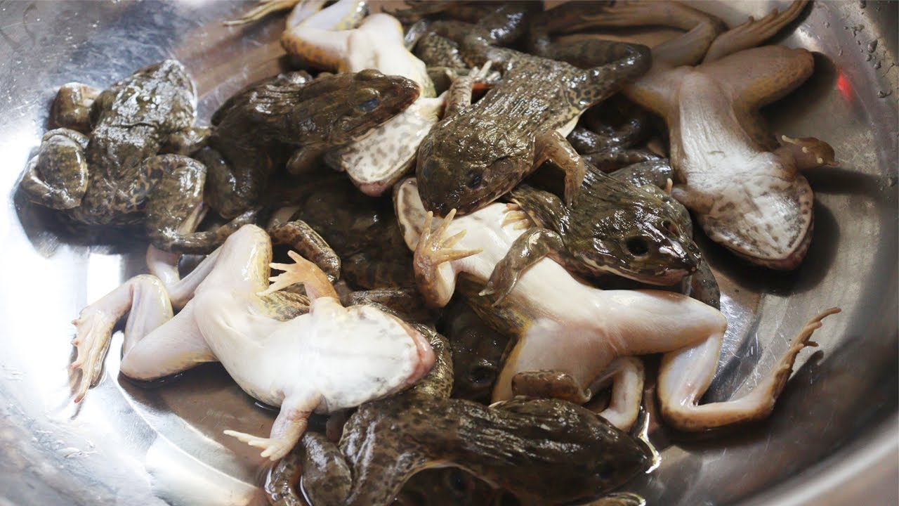 GRAPHIC: Crispy and Tasty Deep Fried Frog with Skin | Frog Recipe - YouTube