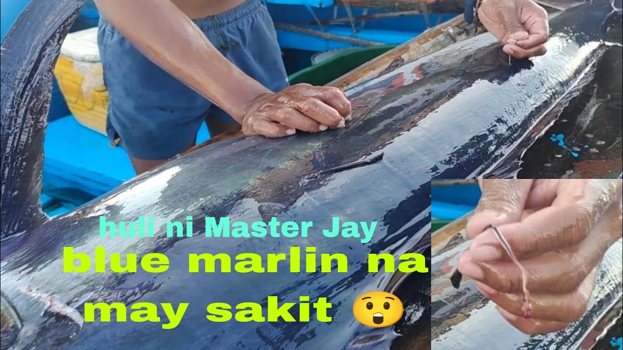 BLUE MARLIN NA MAY SAKIT 😲 | HULI NI MASTER JAY - YouTube