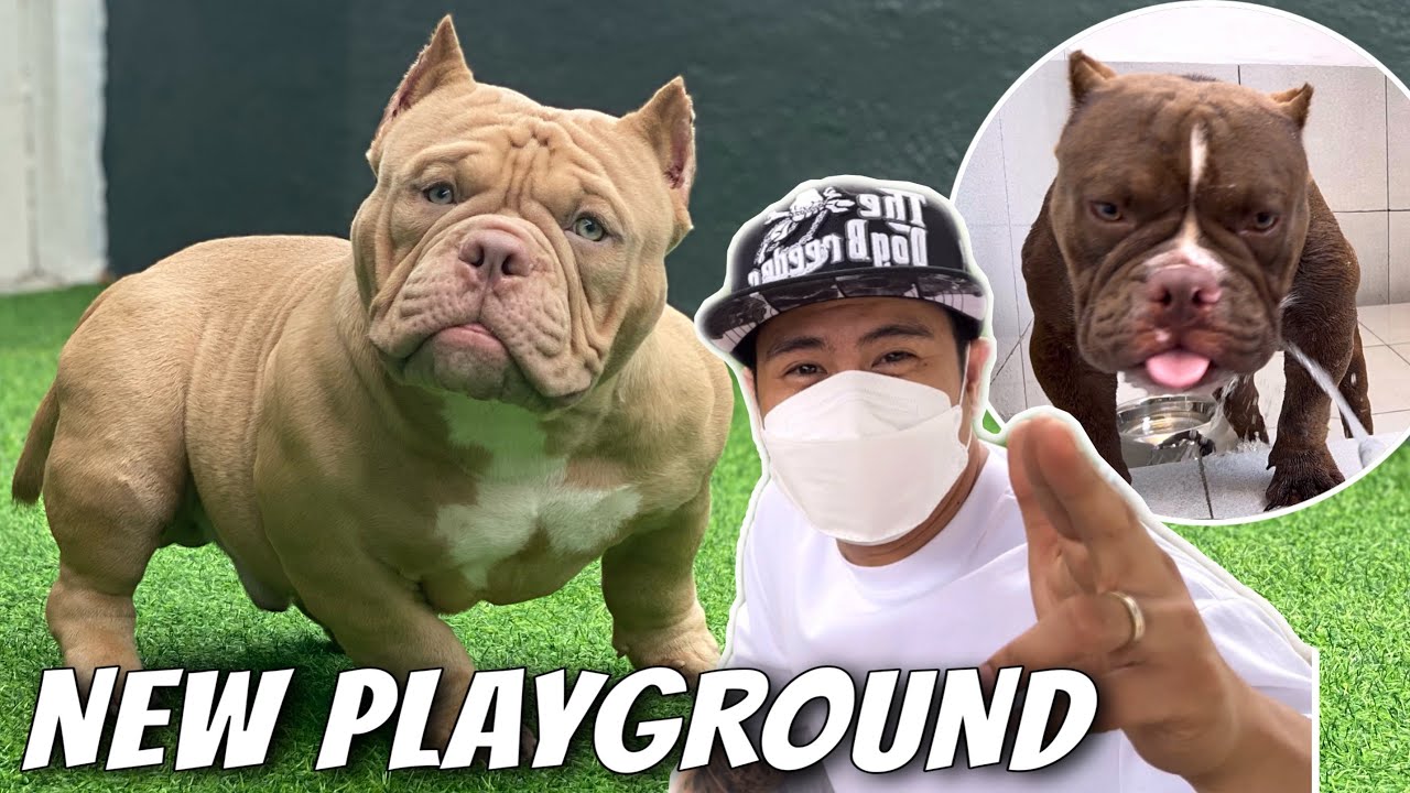 GANITO NAMIN SILA KAMAHAL!!! Bullies New Playground • Sam Walastik ...