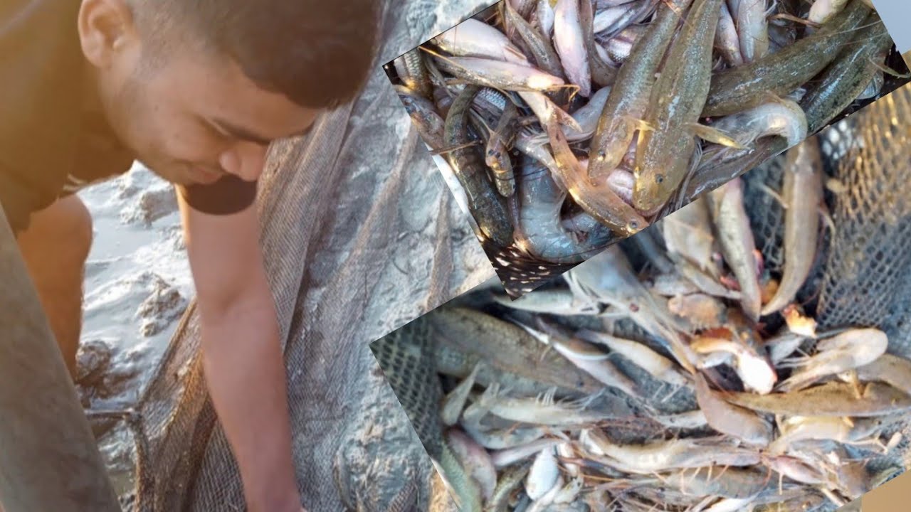 Small Size Golda Prawn/Shrimp,Tanger Fish Catching/ Fish Vlog - YouTube