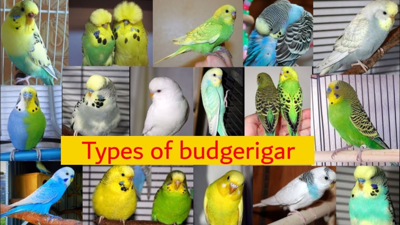 Different types of Budgies with identification picture | all types of ...