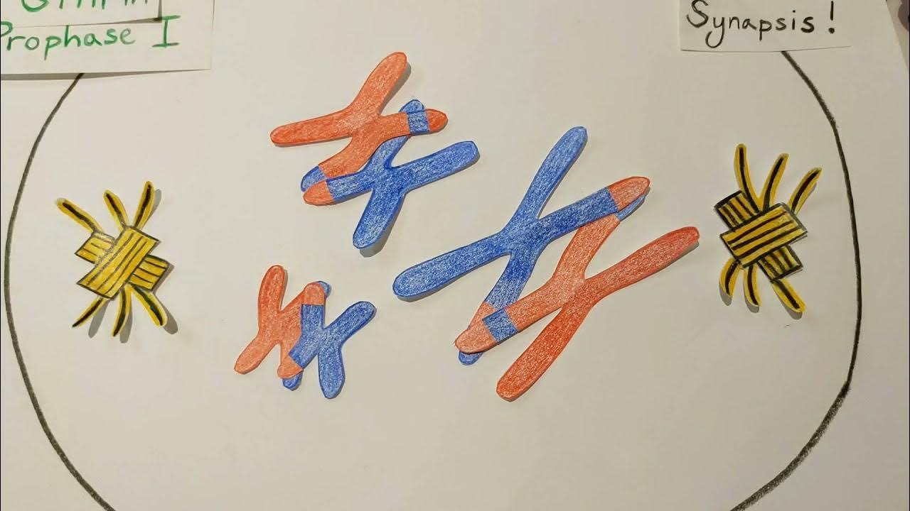 Meiosis Stop Motion by Angela Little - YouTube