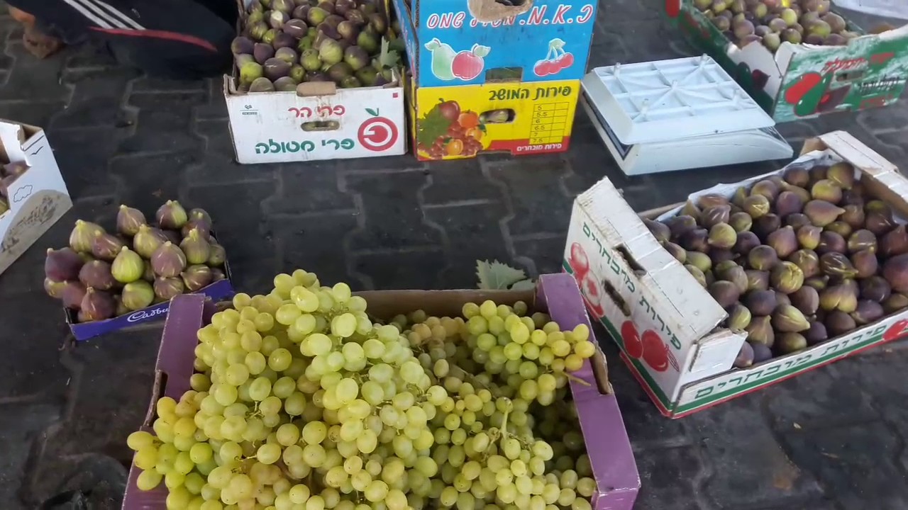 العنب والتين في غزة Youtube