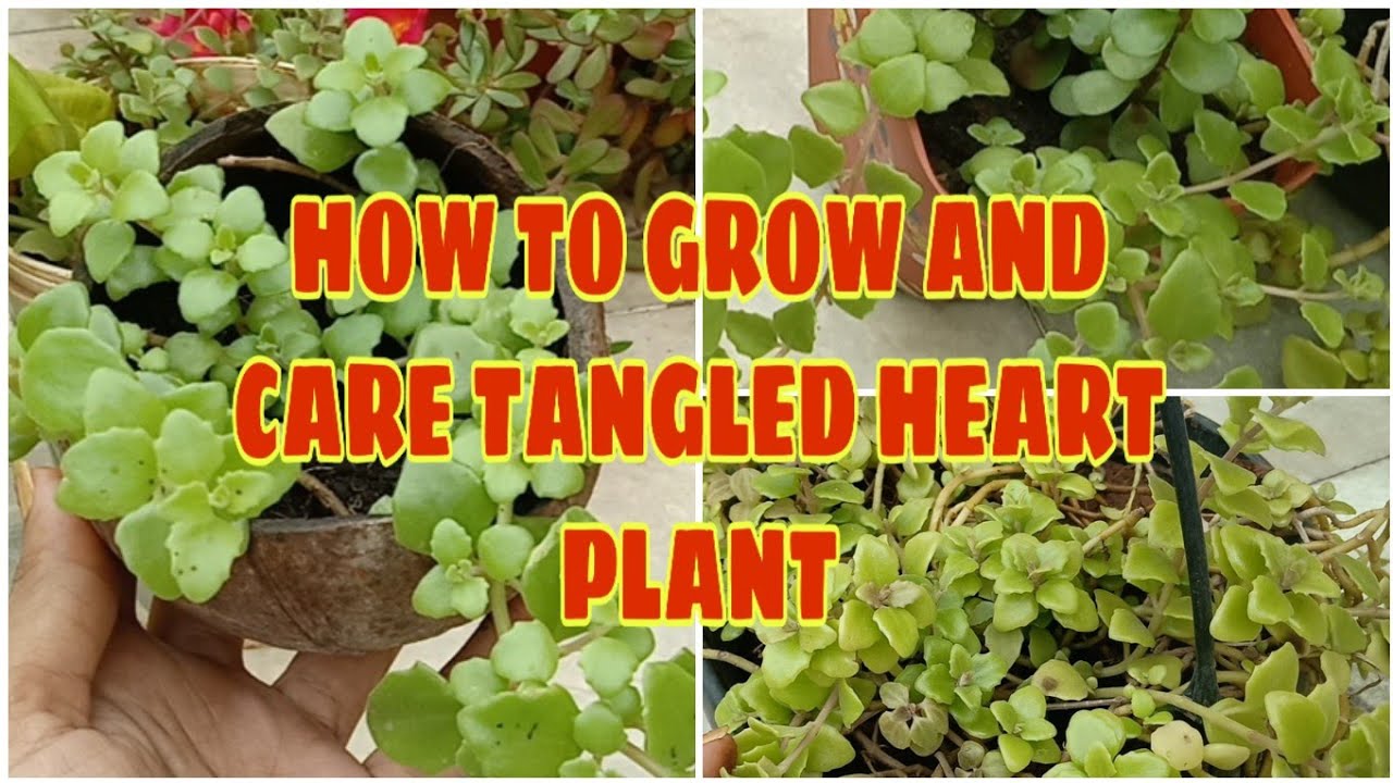 How to grow and care tangled heart plant.....🍀☘️🍀 - YouTube