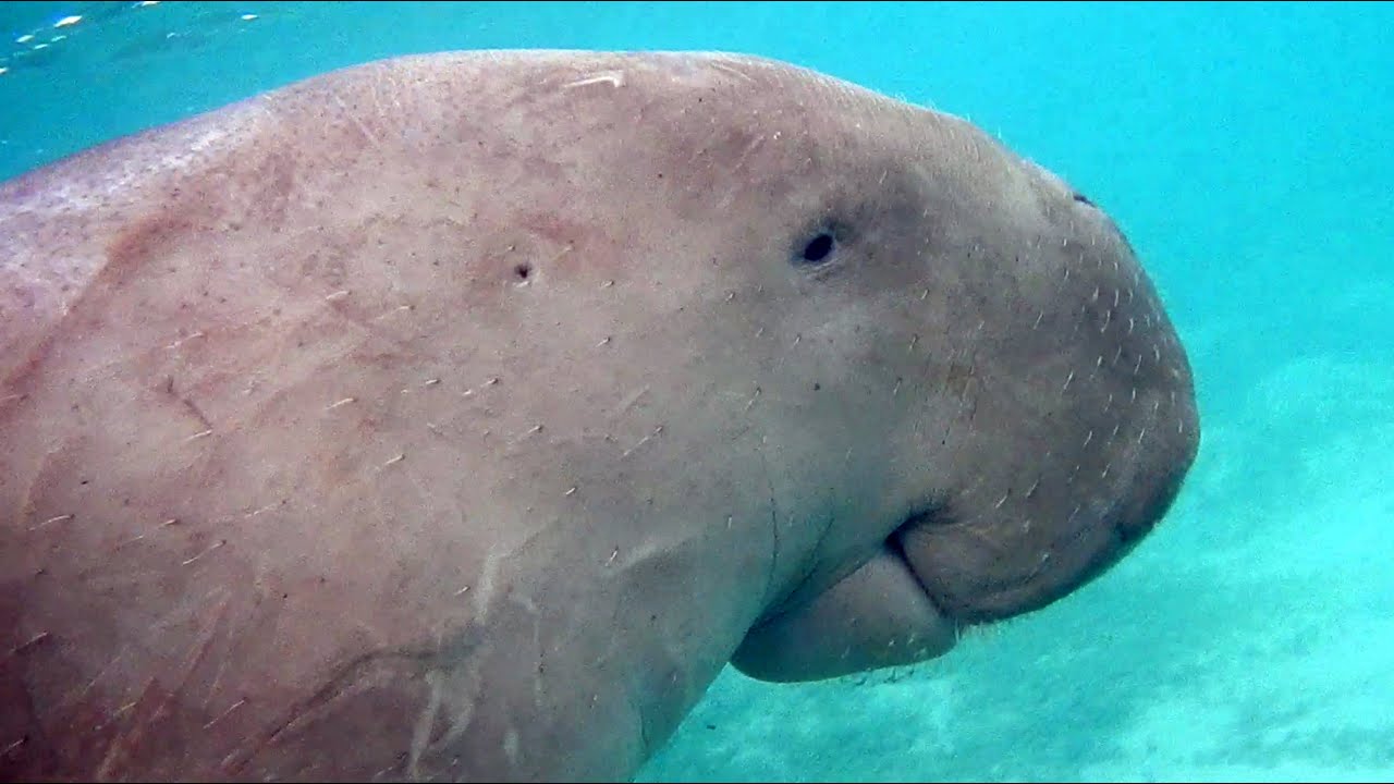 Mořská kráva - Dugong Indický. Egypt, 2021 - YouTube