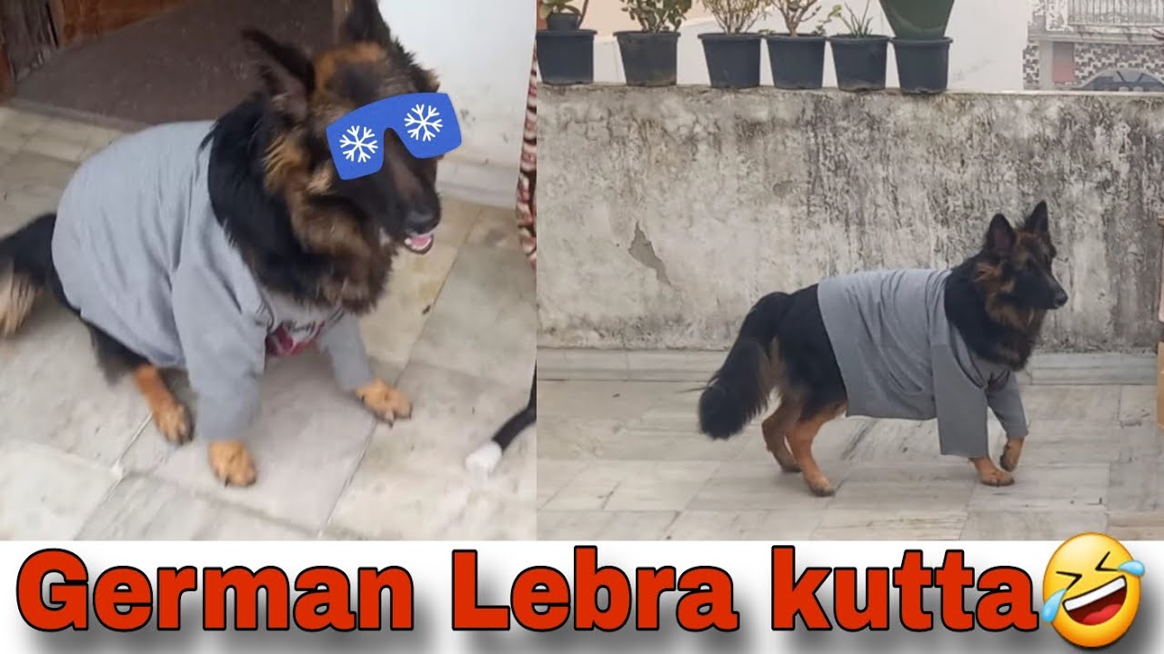 German Lebra Kutta 🤣 || Voofy || masti || thelifeofvoofy # ...