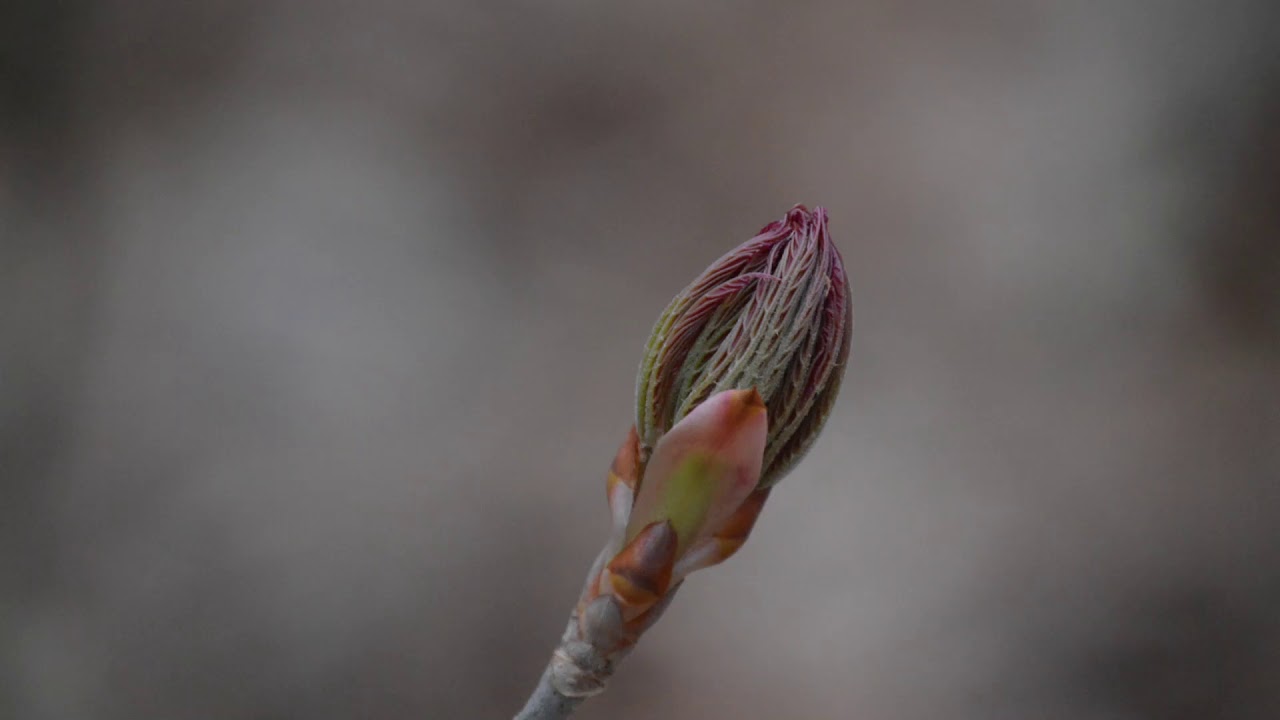 March Nature...a touch of spring - YouTube
