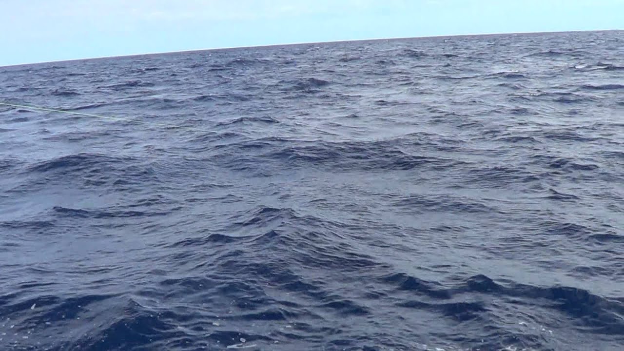 Big Mahi Mahi - YouTube