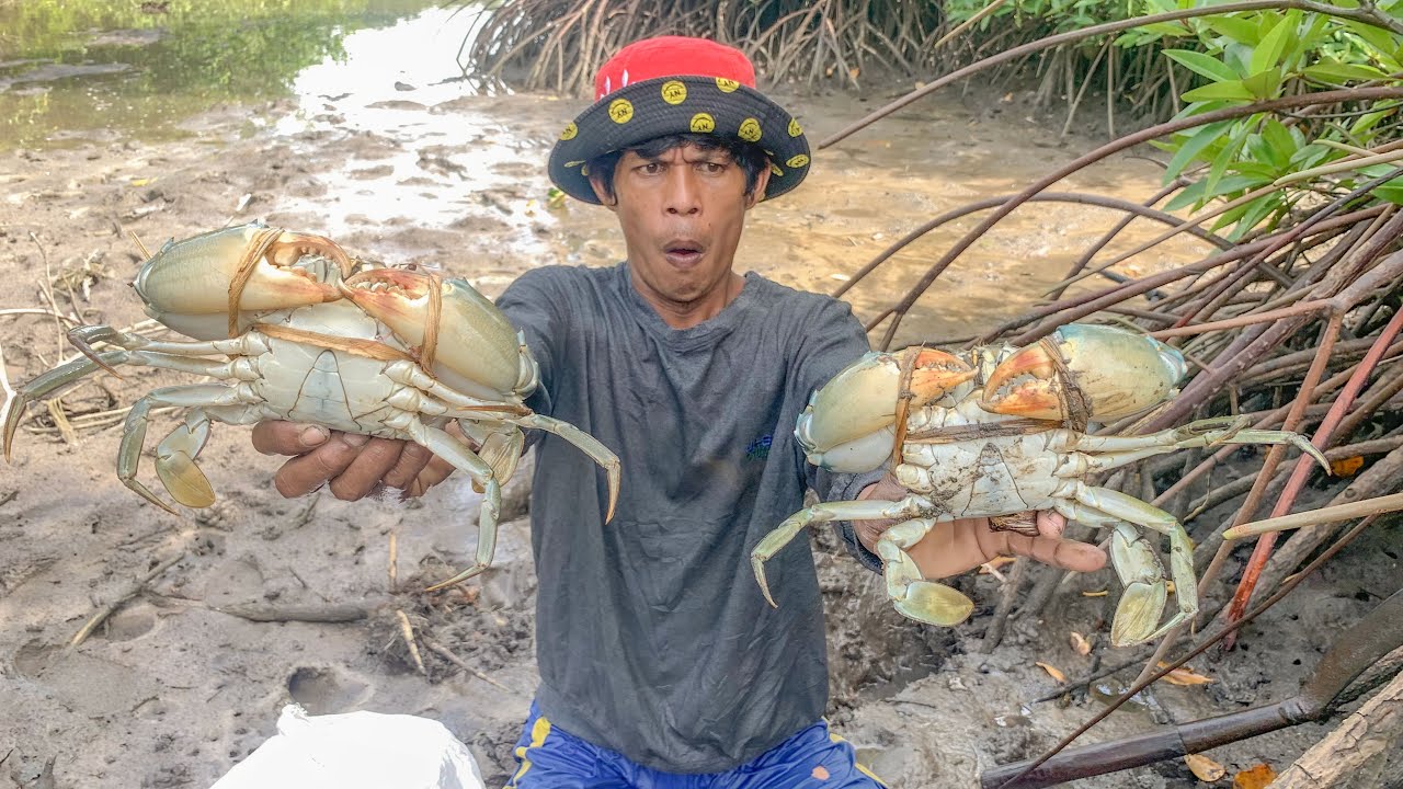 Hunting Mud Crabs In Saltwater During Low Tide Pool - YouTube