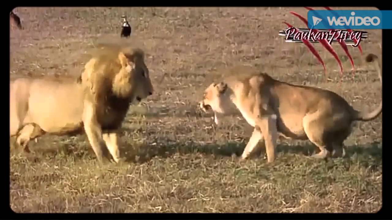 Vehsi tebiyet - YouTube