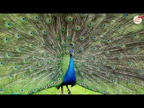 Tavus Kuşları