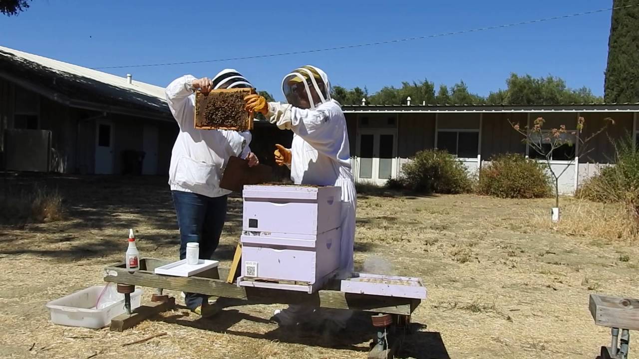 California Master Beekeeper Program - YouTube